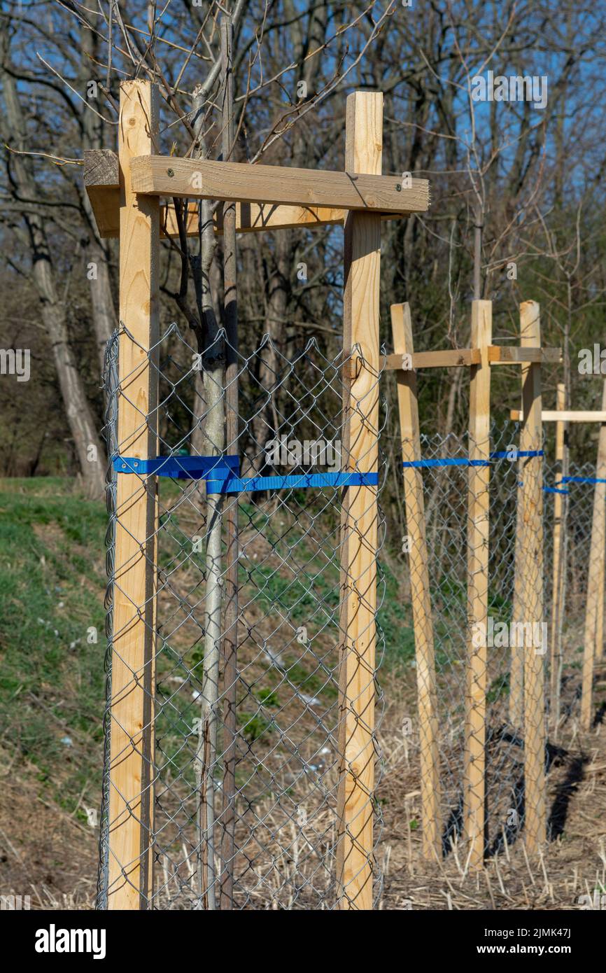 Mesh tree guard protecting young tree from wildlife damage. Seedling or ...