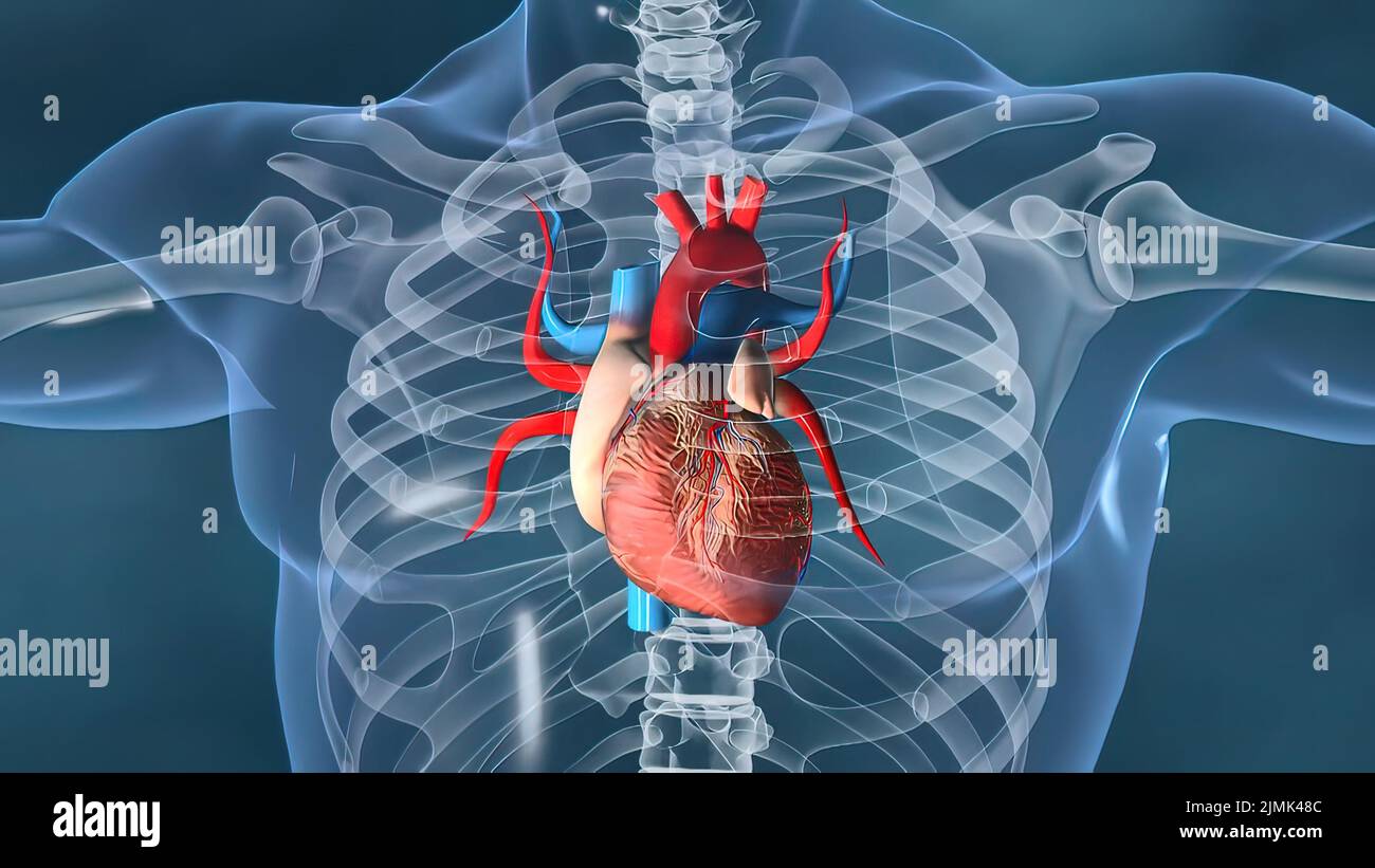 Human body full anatomy hi-res stock photography and images - Alamy