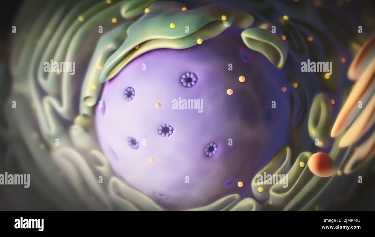 Nuclear cell hi-res stock photography and images - Alamy