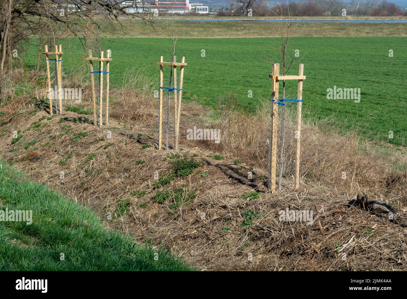 Mesh tree guard protecting young tree from wildlife damage. Seedling or ...