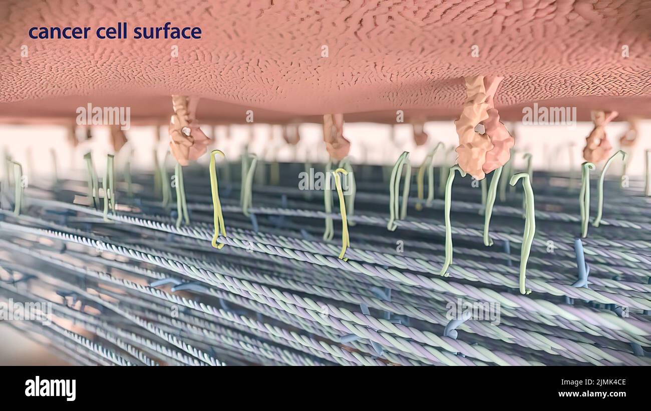 Cell surface molecule hi-res stock photography and images - Alamy