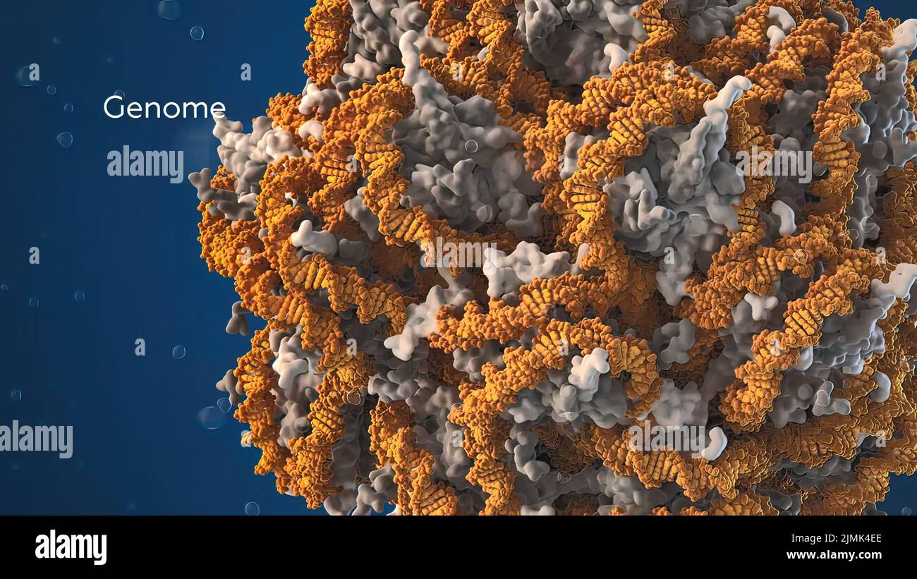 Capsid protein hi-res stock photography and images - Alamy