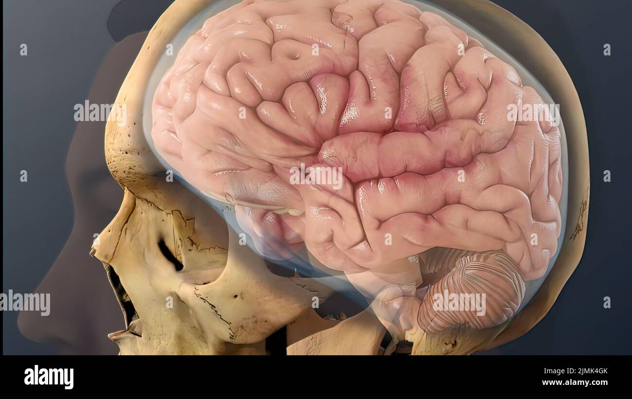 Inside of skull hi-res stock photography and images - Alamy