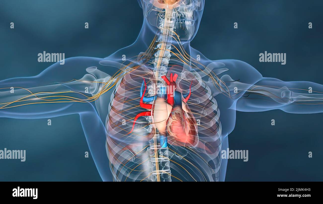 Cardiovascular system model full body hi-res stock photography and ...
