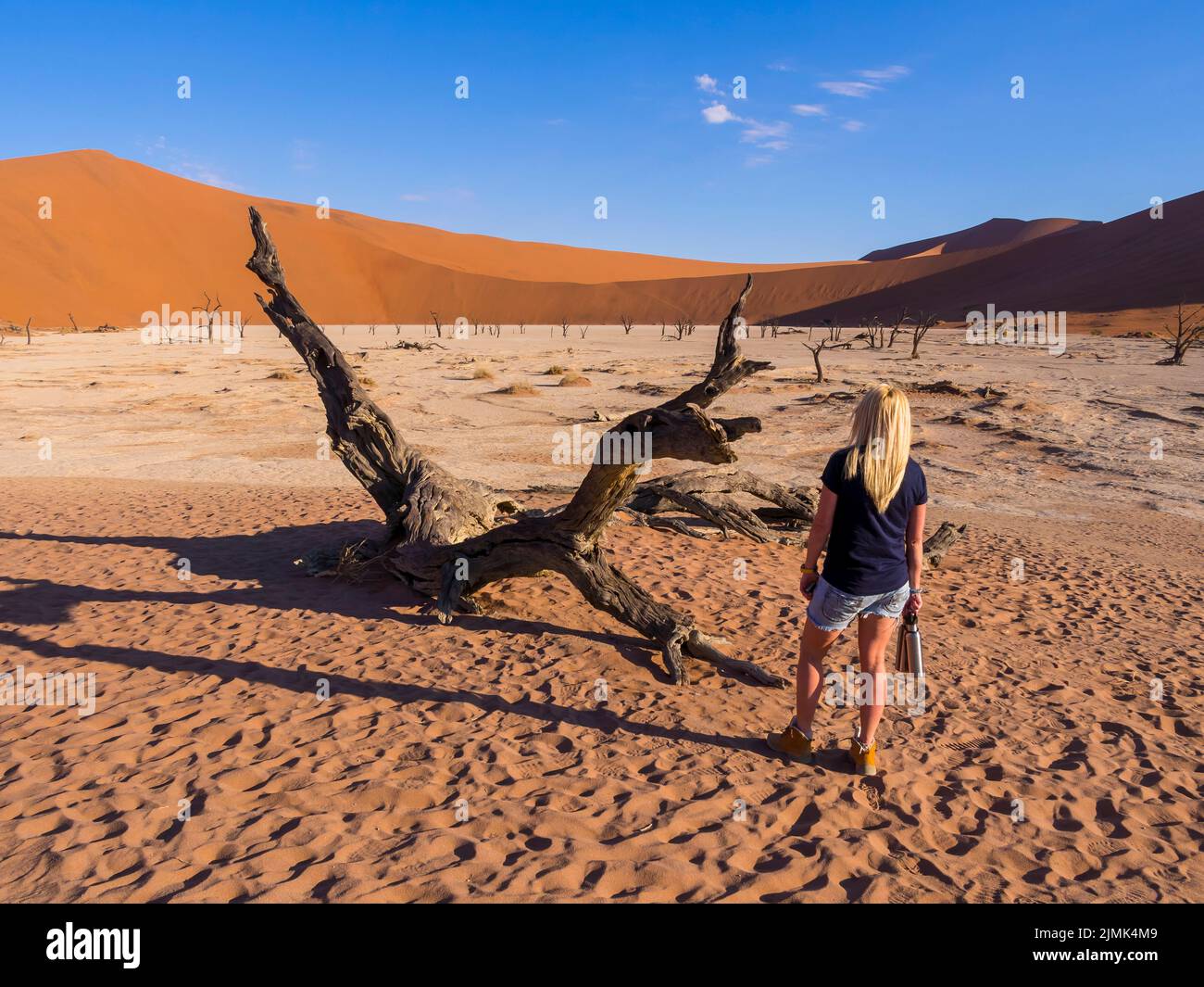 A woman looks at dead camelthorn trees (Vachellia erioloba Stock Photo ...