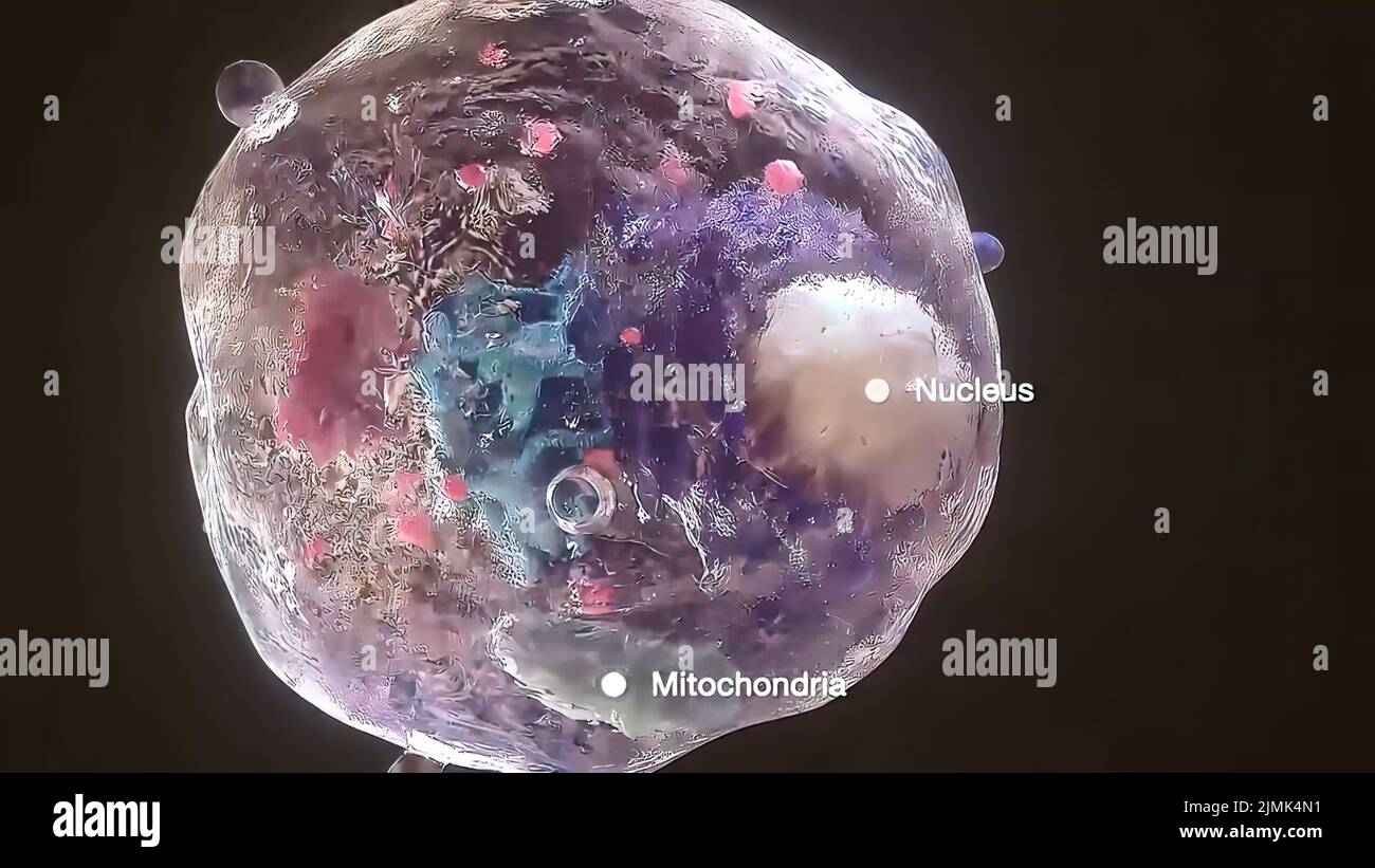 Mitochondria anatomy hi-res stock photography and images - Alamy