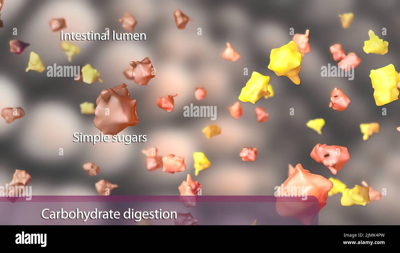Digestive system process hi-res stock photography and images - Alamy