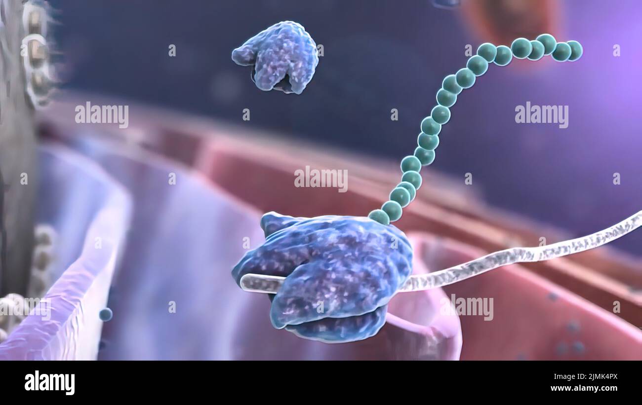 Fat cell magnification hi-res stock photography and images - Alamy