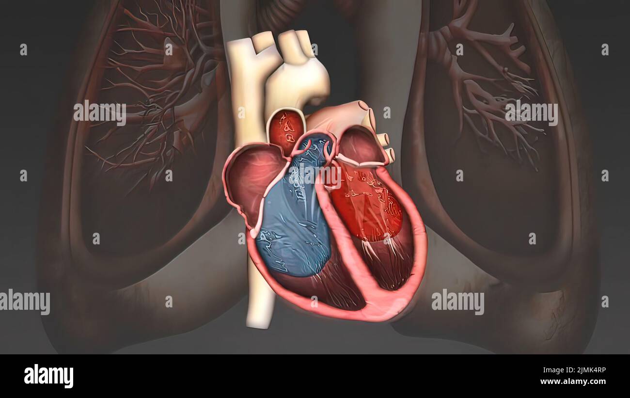 Blood flow simulation hi-res stock photography and images - Alamy