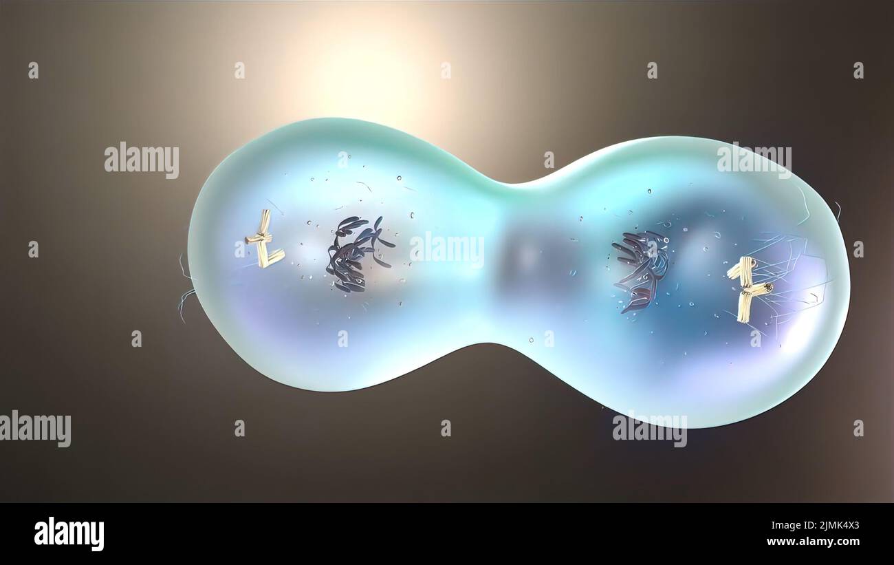 Human cells dividing microscope hi-res stock photography and images - Alamy