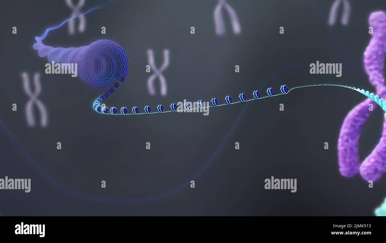 Telomerase hi-res stock photography and images - Alamy