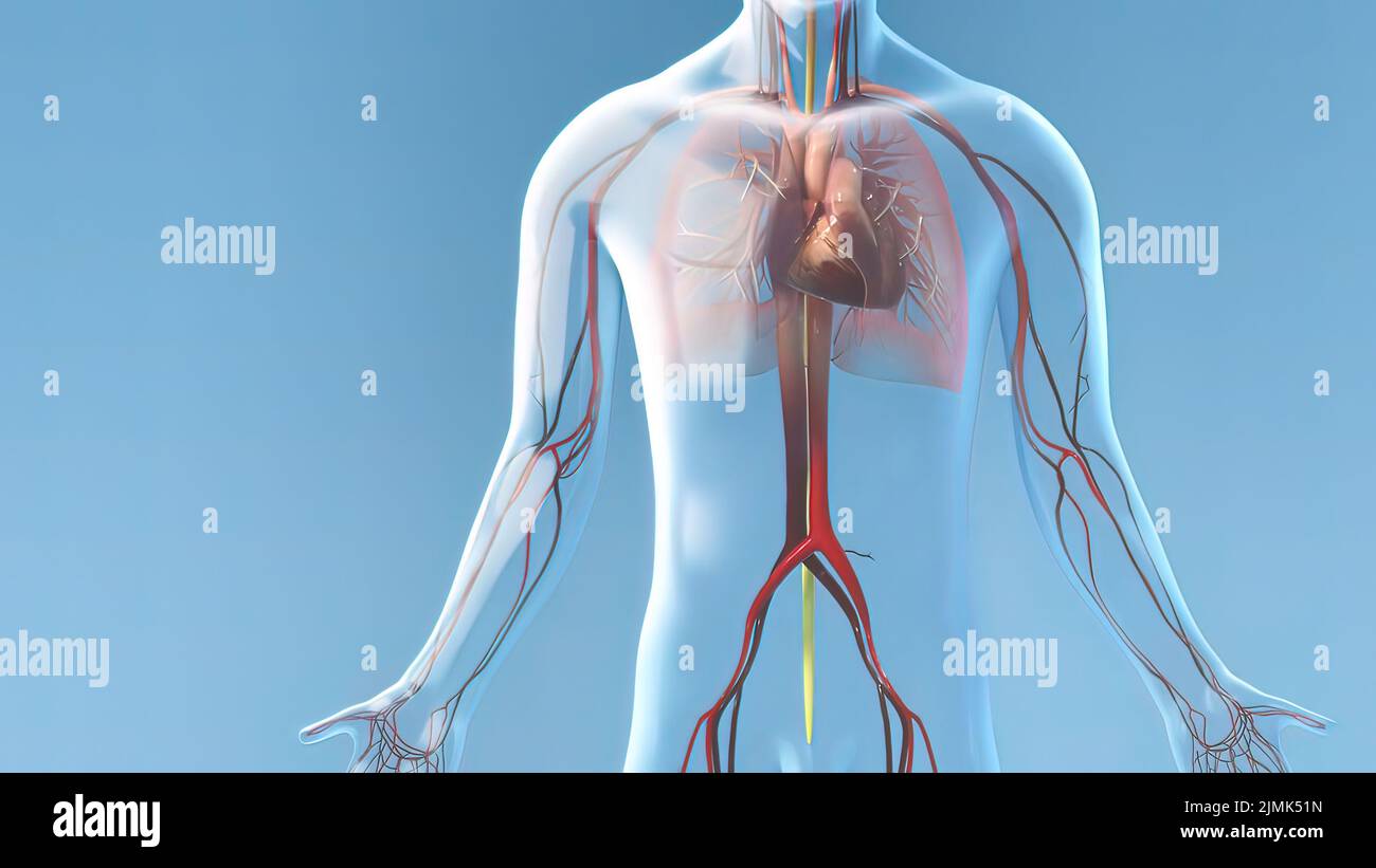 Blood flow back hi-res stock photography and images - Alamy
