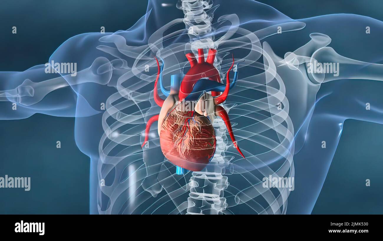 Human body full anatomy hi-res stock photography and images - Alamy
