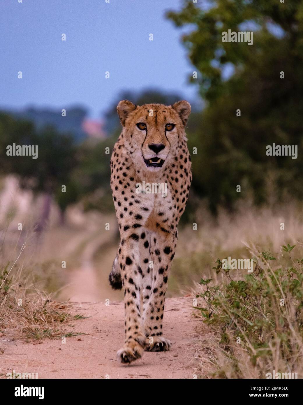 Cheeta wild animal in Kruger national Park South Africa,Cheetah on the ...