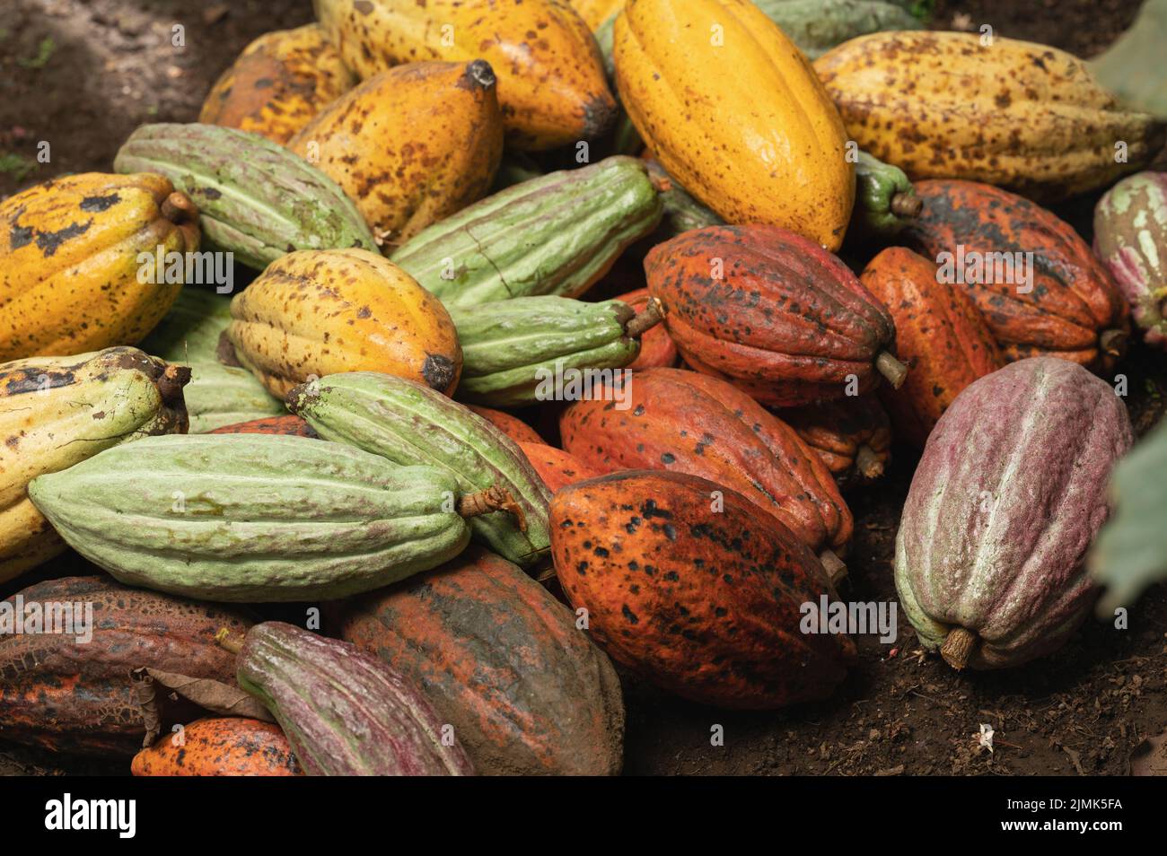 Green and yellow ripe cacao pods ripe background Stock Photo - Alamy