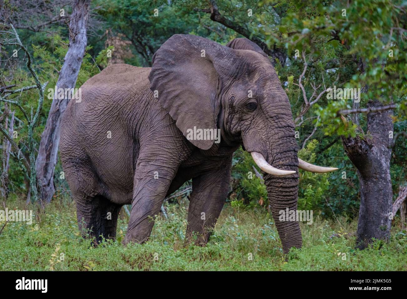 Big Elephant in Kruger South Africa, huge African Elephant wiht horns ...