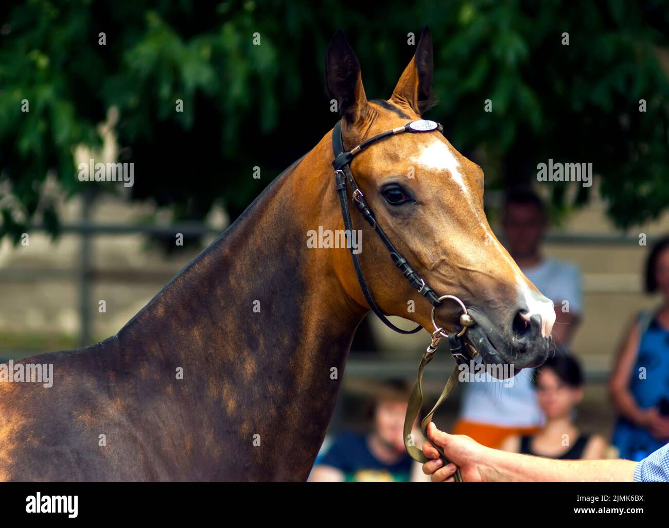 Portrait of beautiful brown akhal-teke horse Stock Photo - Alamy