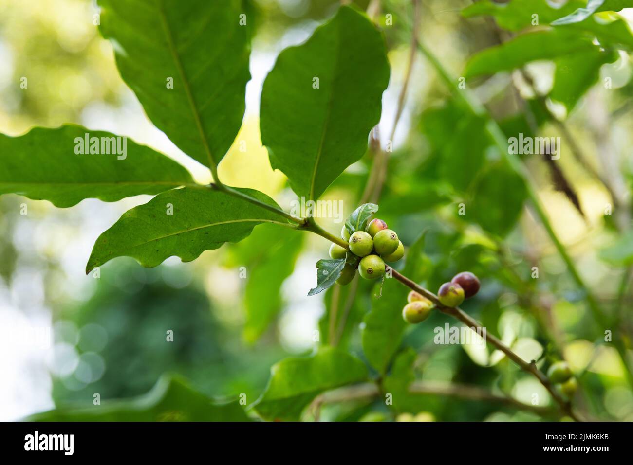 Coffee beans on the bush at plantation Stock Photo - Alamy