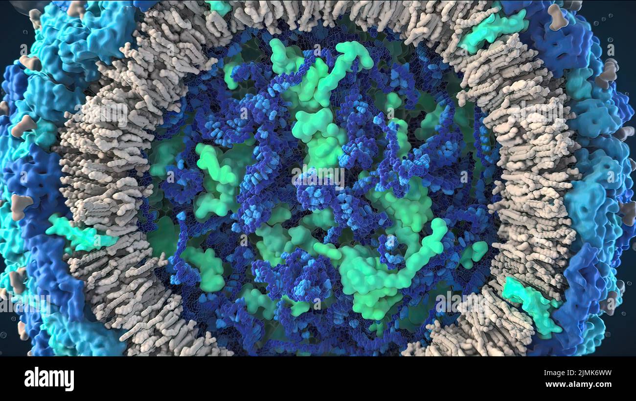 Granule cell hi-res stock photography and images - Alamy