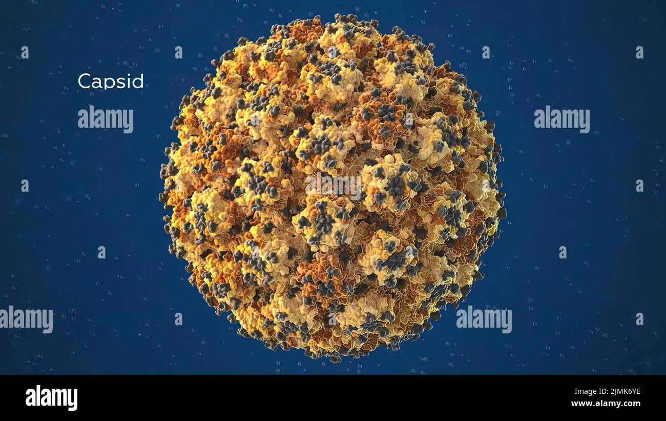 Capsid protein hi-res stock photography and images - Alamy