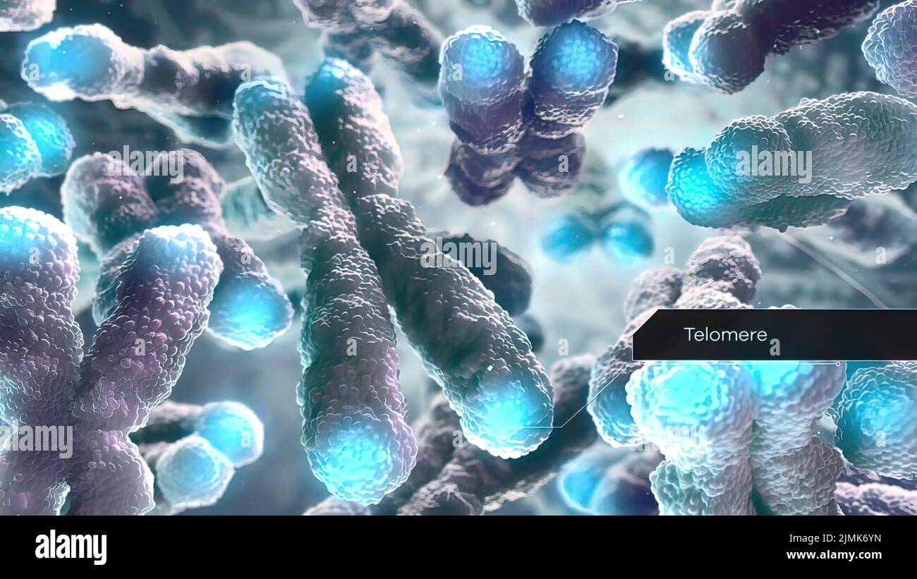 Nucleus chromosomes cell hi-res stock photography and images - Alamy
