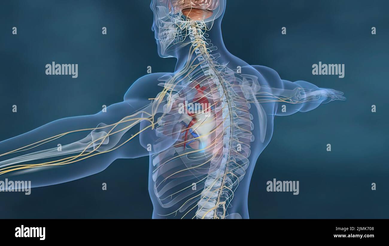 Nervous system anatomy hi-res stock photography and images - Alamy