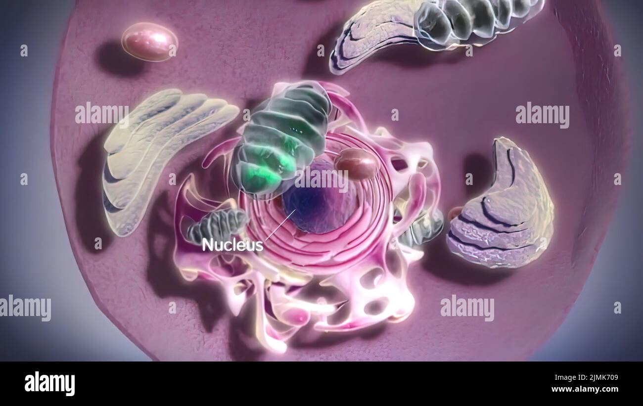 Mitochondria anatomy hi-res stock photography and images - Alamy