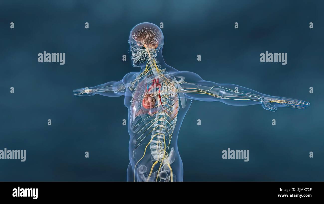 Nervous system anatomy hi-res stock photography and images - Alamy