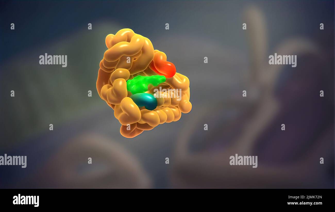 Fat cell magnification hi-res stock photography and images - Alamy