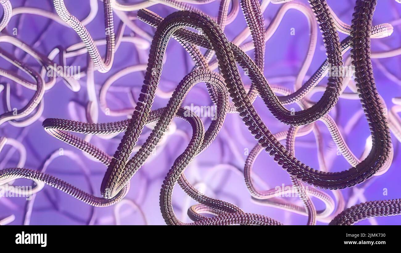 Metaphase mitosis hi-res stock photography and images - Alamy