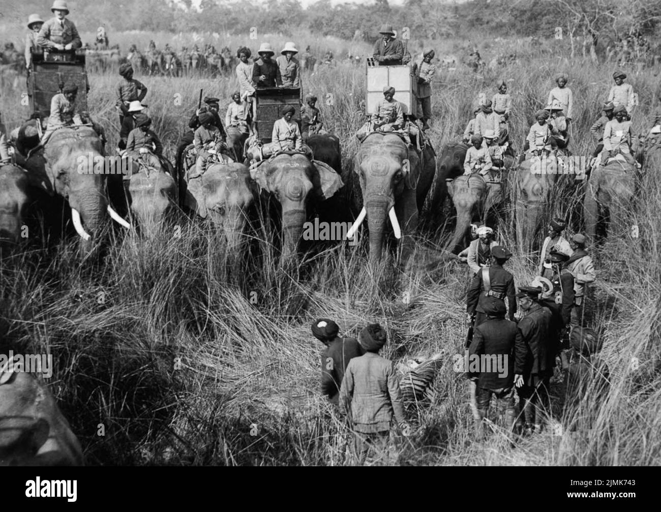 George tiger Black and White Stock Photos & Images - Alamy