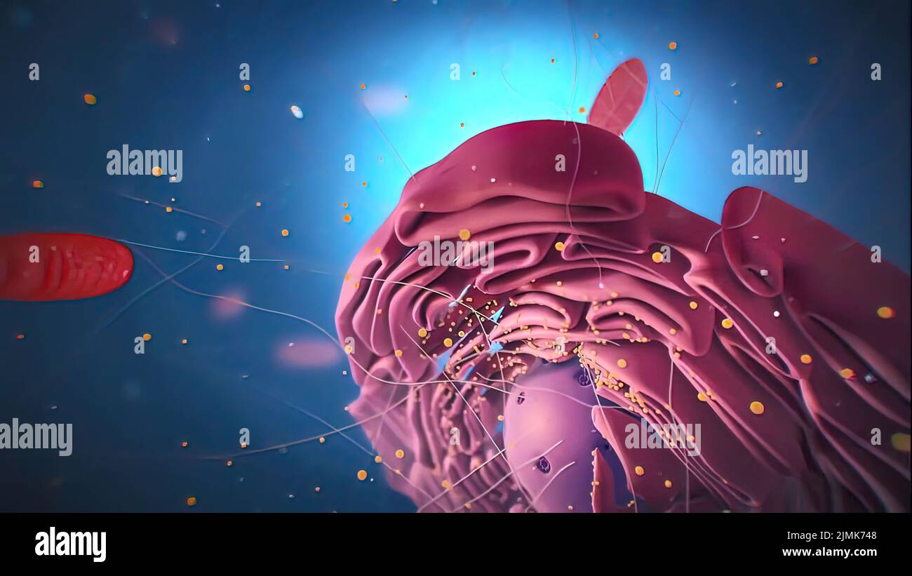 Eukaryotic chromosome hi-res stock photography and images - Alamy