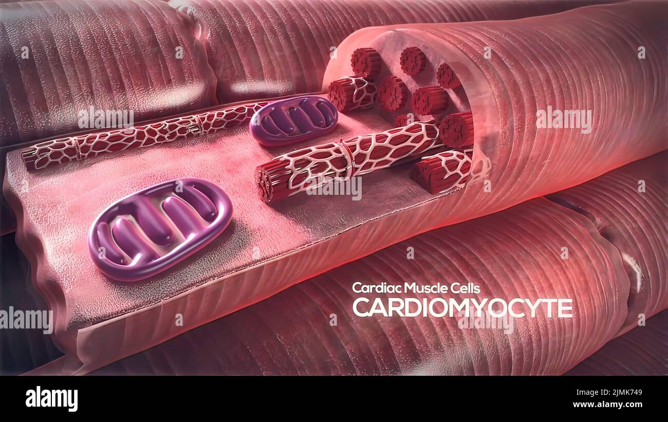 Human muscle cells hi-res stock photography and images - Alamy