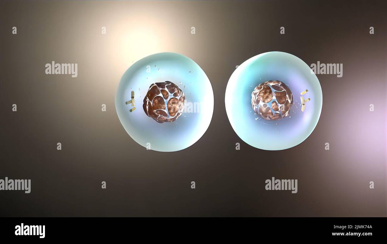 Human cells mitosis microscope hi-res stock photography and images - Alamy