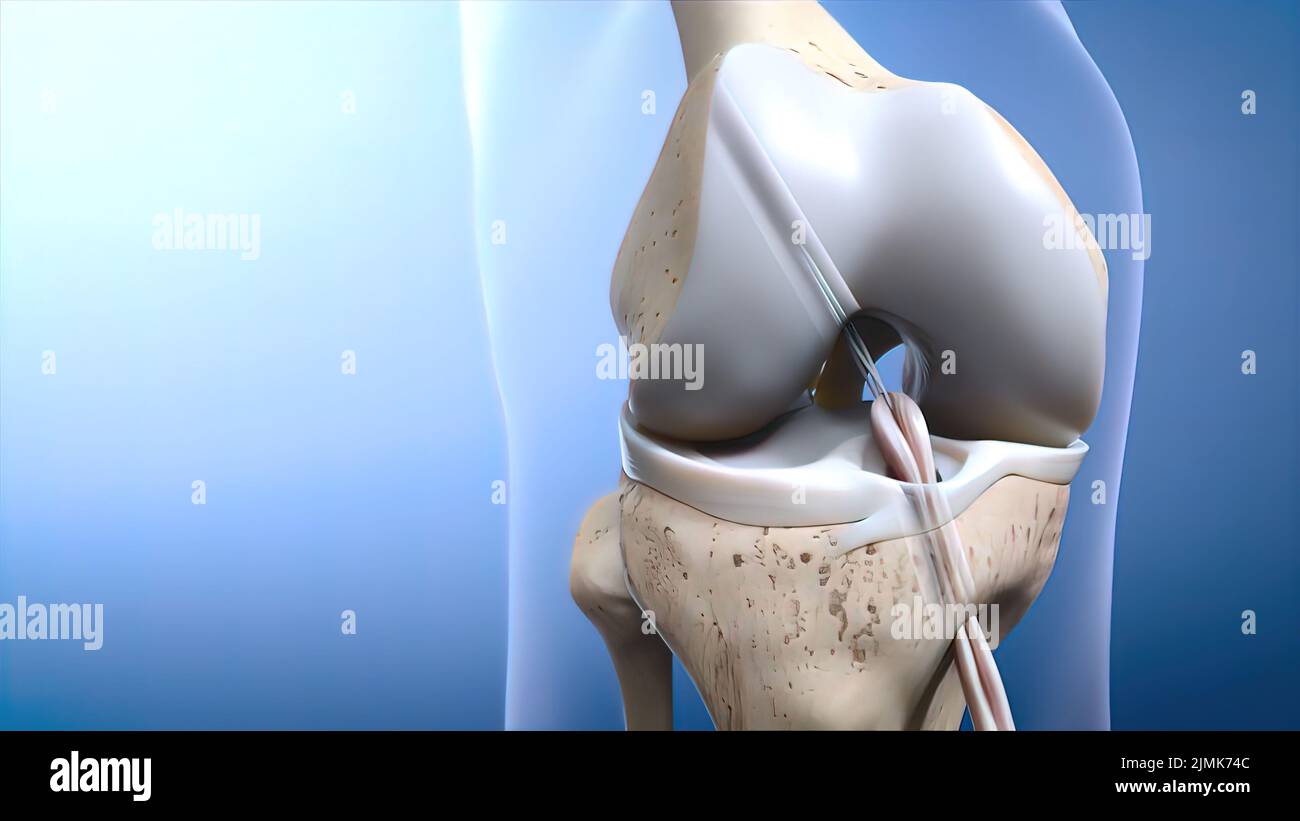 Anterior lateral hi-res stock photography and images - Alamy