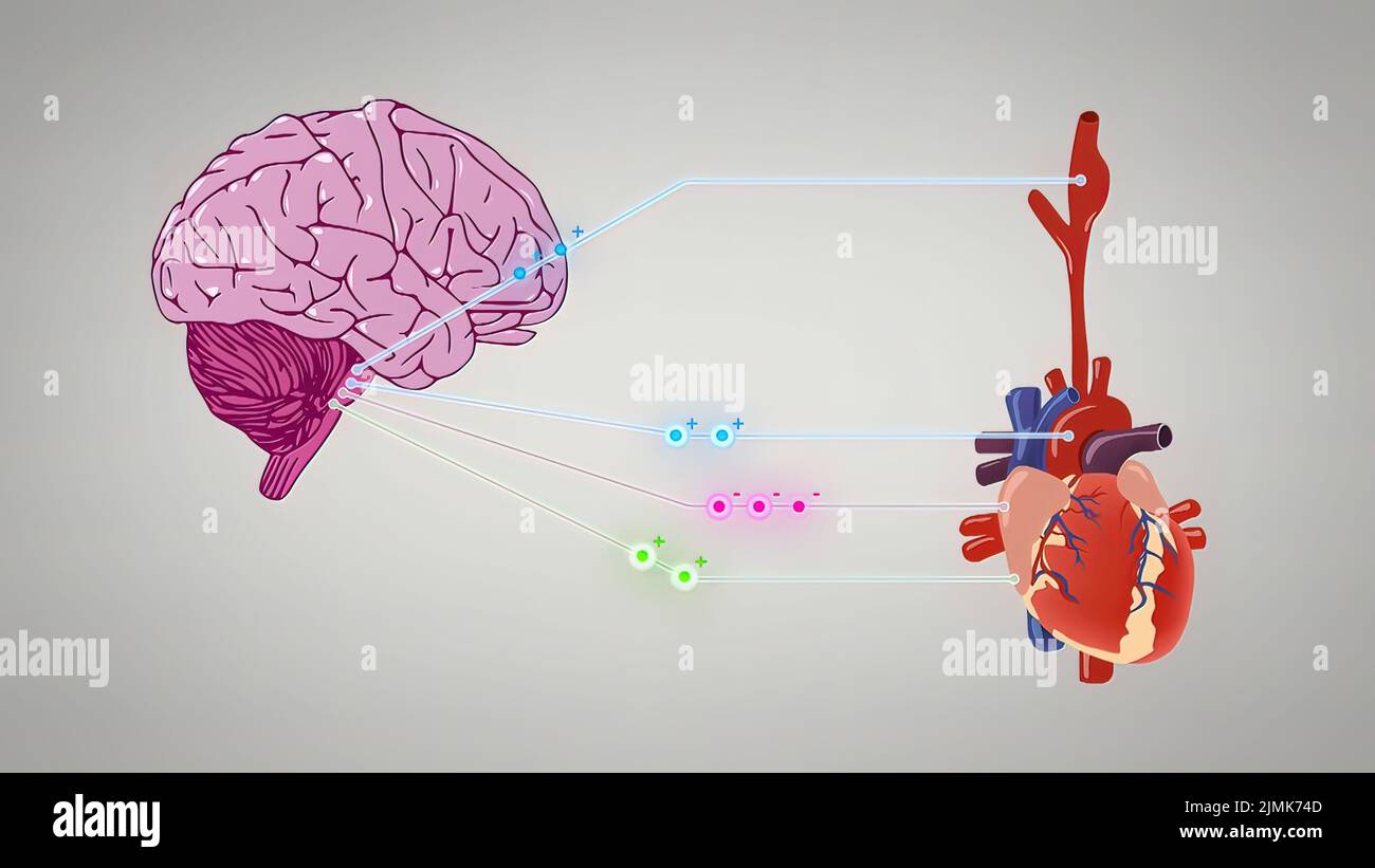 Human body limb hi-res stock photography and images - Alamy