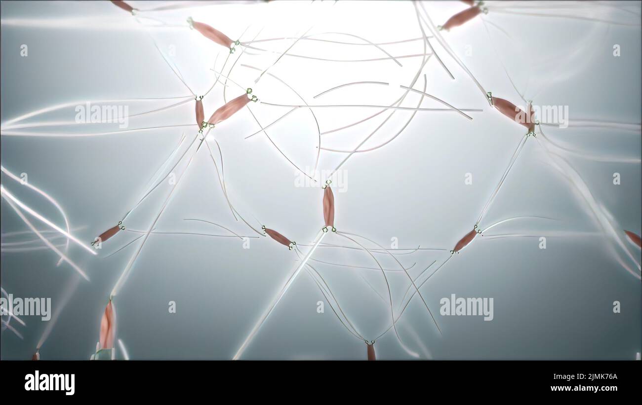 Tissue body hi-res stock photography and images - Alamy