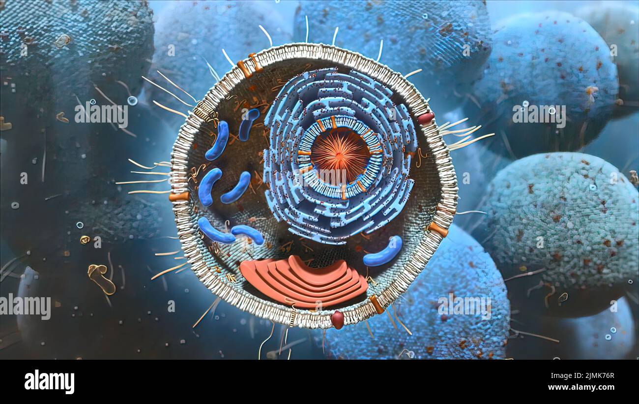 Mitochondria anatomy hi-res stock photography and images - Alamy