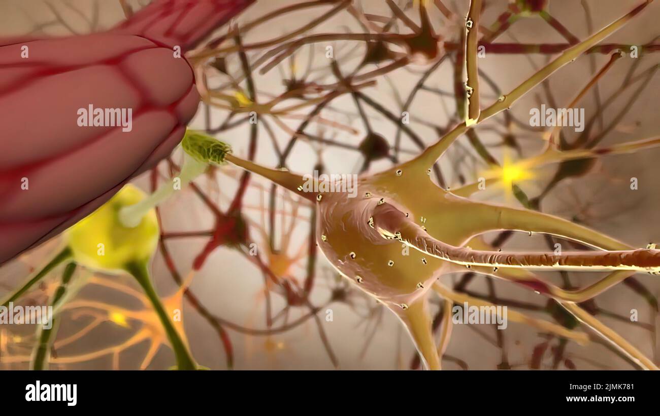 Nervous system brain and spinal cord drawing hi-res stock photography ...