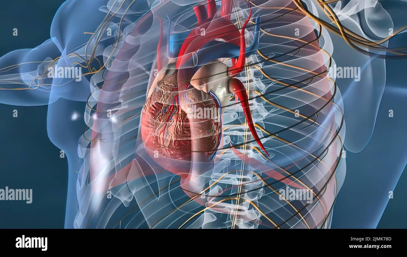 Cardiovascular system model full body hi-res stock photography and ...
