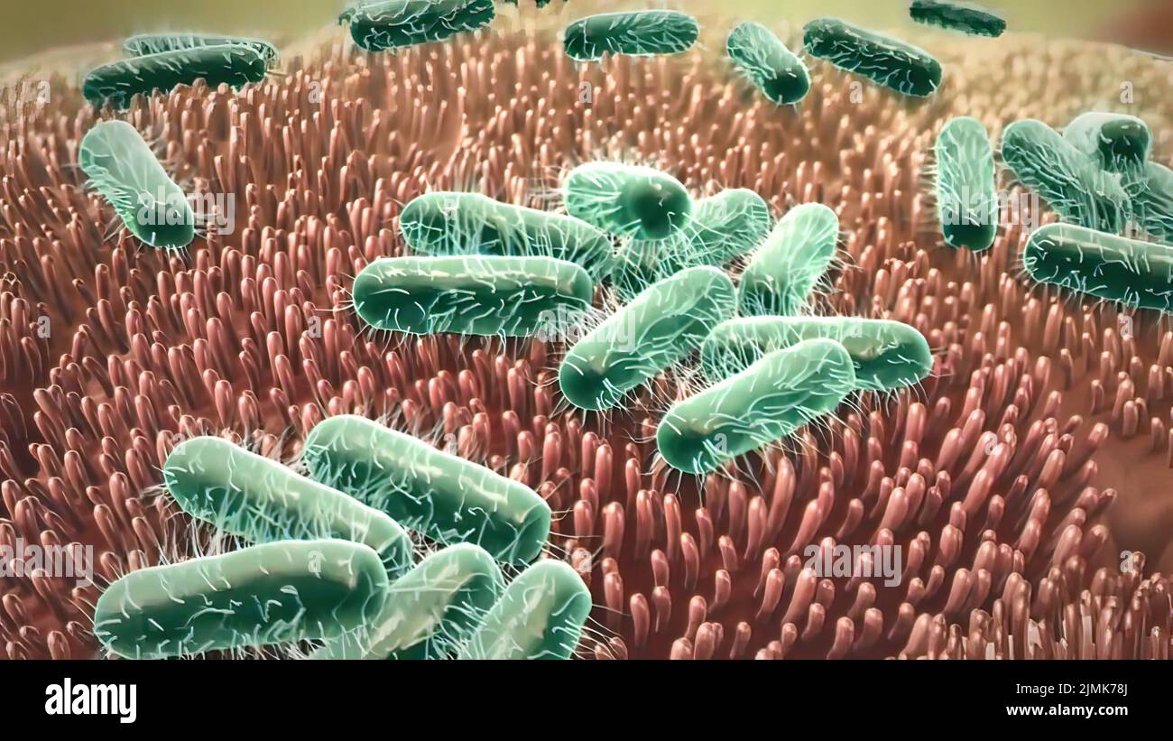 Gastrointestinal bacteria hi-res stock photography and images - Alamy
