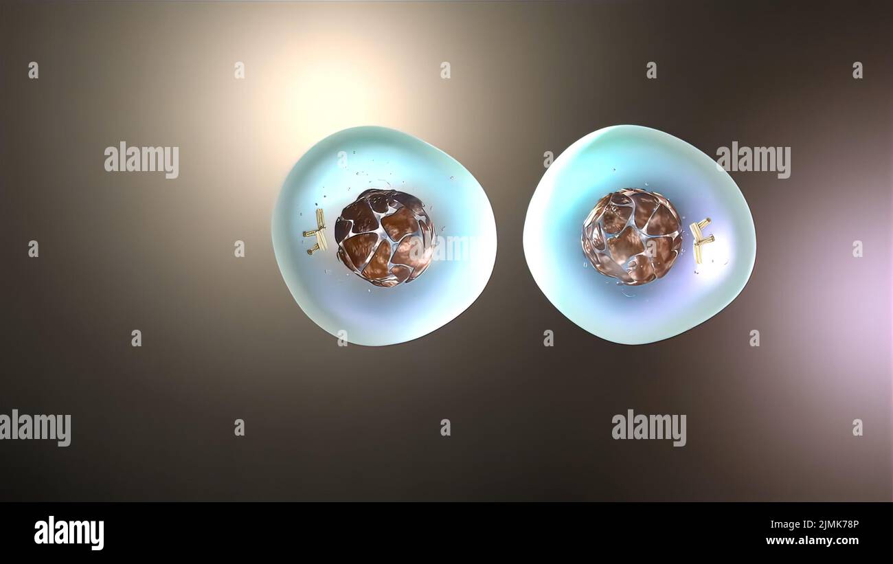 Mitosis microscope hi-res stock photography and images - Alamy