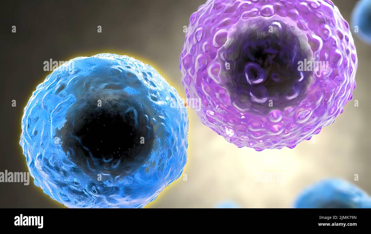 Dividing cell chromosomes hi-res stock photography and images - Alamy