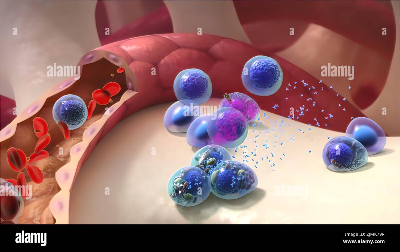 Nucleus cell interphase hi-res stock photography and images - Alamy