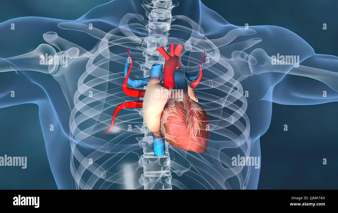 Human body full anatomy hi-res stock photography and images - Alamy