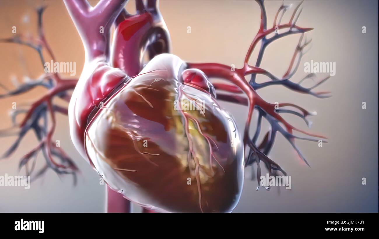3d human anatomy hi-res stock photography and images - Alamy