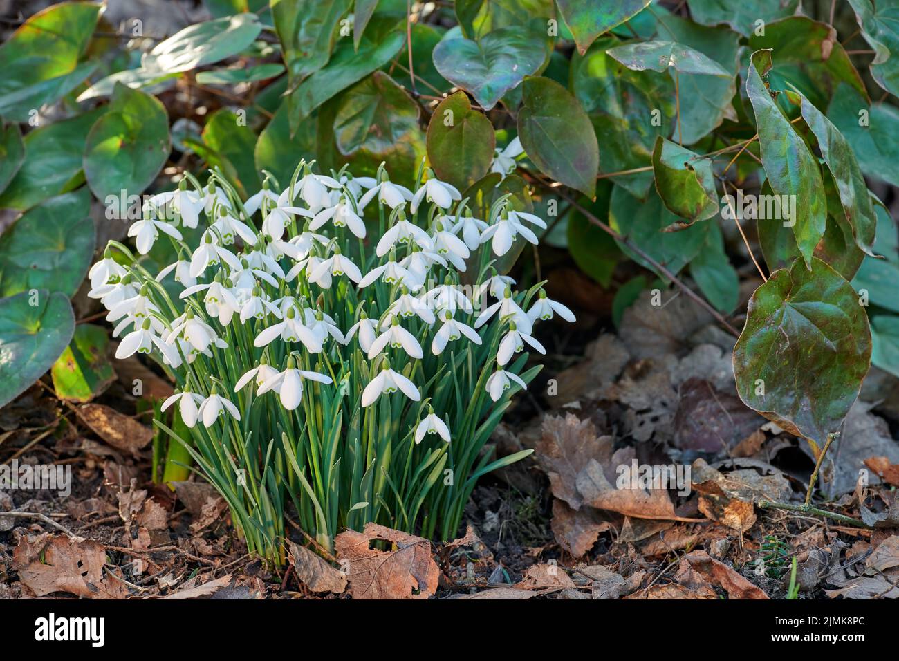 Botany snowdrop galanthus common hi-res stock photography and images ...