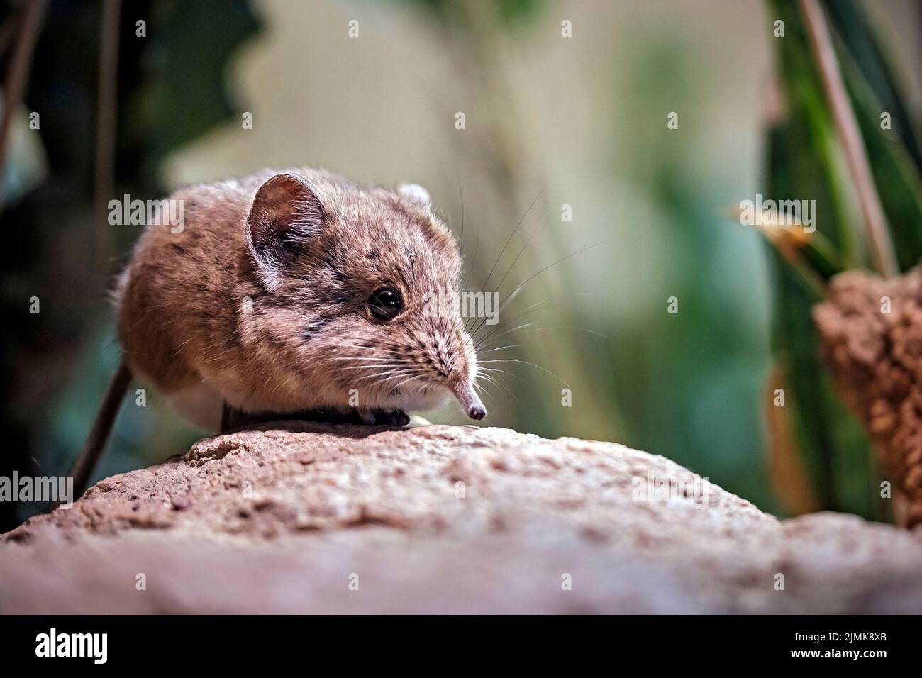Short-eared elephant-shrew (Macroscelides proboscideus Stock Photo - Alamy