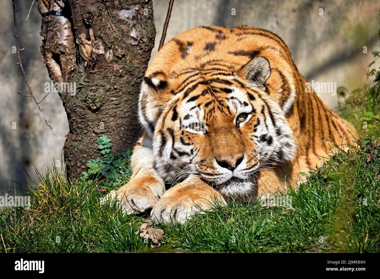 Siberian tiger (Panthera tigris altaica Stock Photo - Alamy