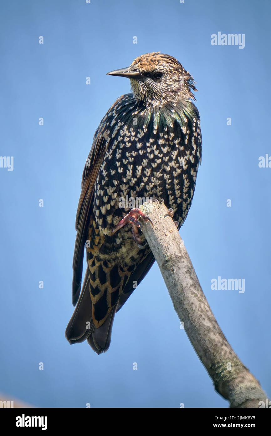 The starling 2021 hi-res stock photography and images - Alamy